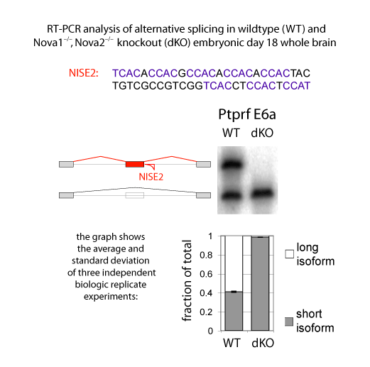 The Rockefeller University - Nova-Dependent Regulation of Brain ...